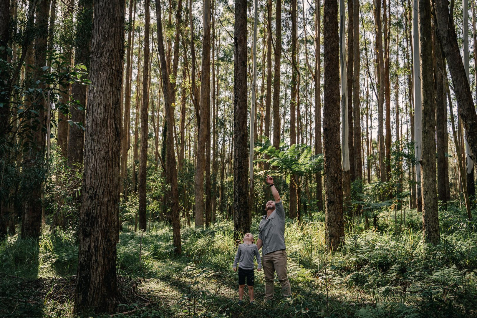 How to Sell my Trees? How Much Are They Worth?