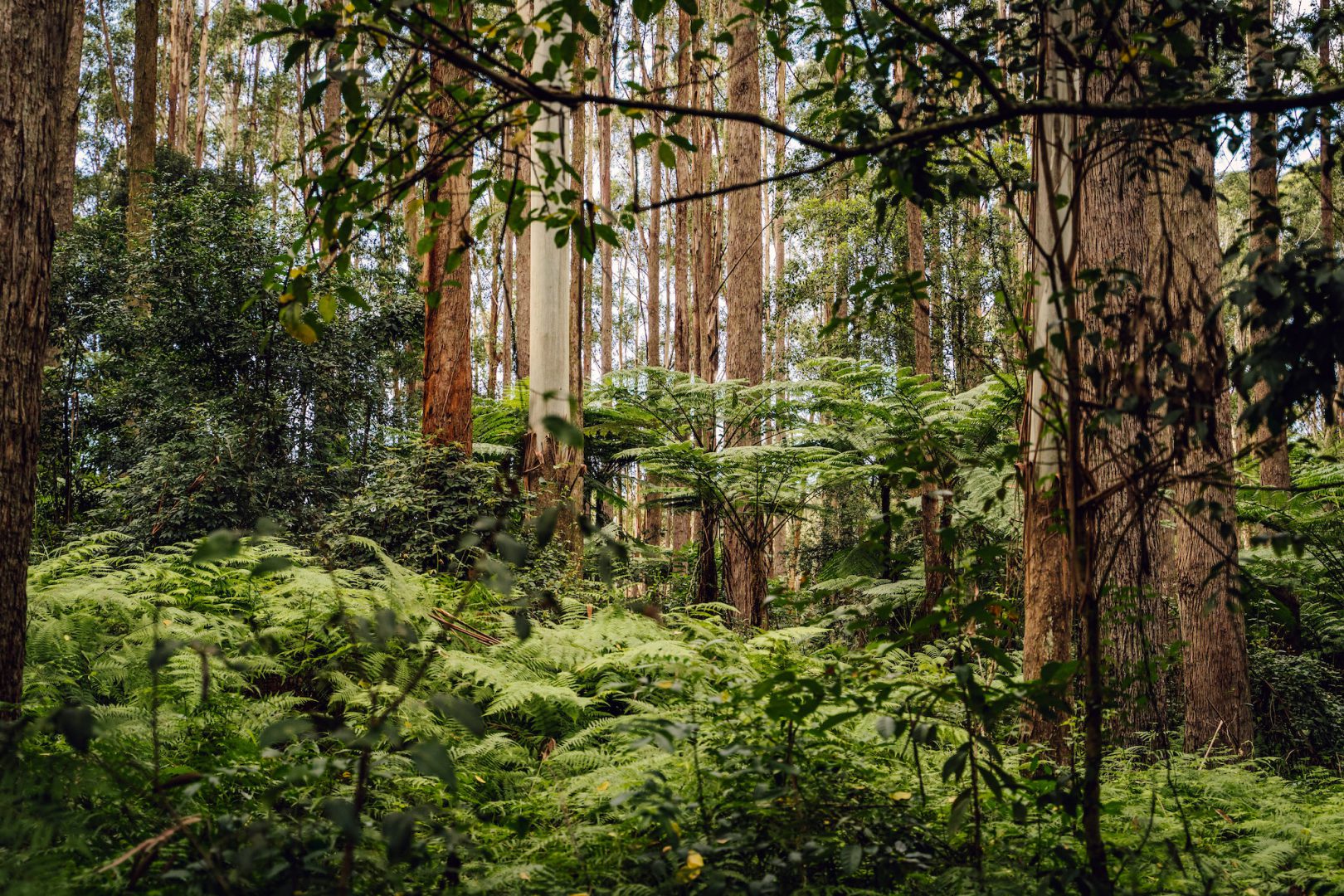Why Sustainable Logging Sustainable Forest Management