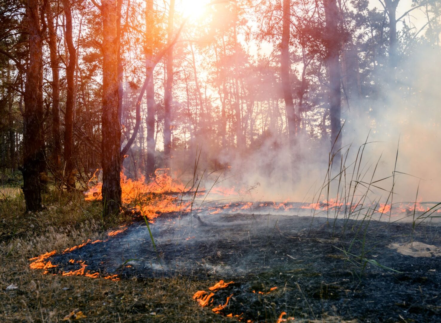 Cultural Burns and Sustainability