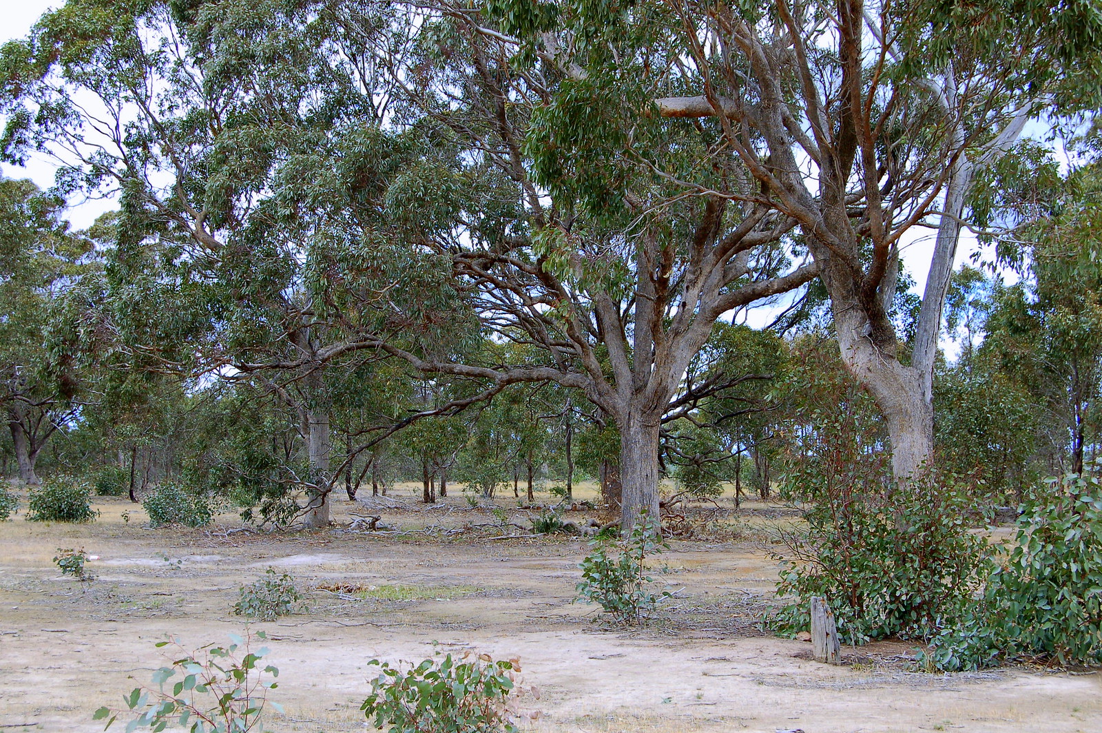 Guide to Northern NSW Forests Native Trees