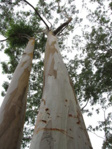 Guide to Northern NSW Forests Native Trees