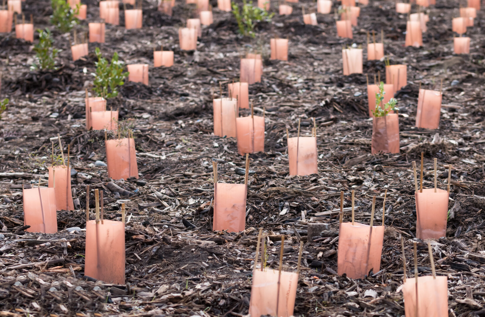 Global Innovations in Sustainable Forest Management [2024]