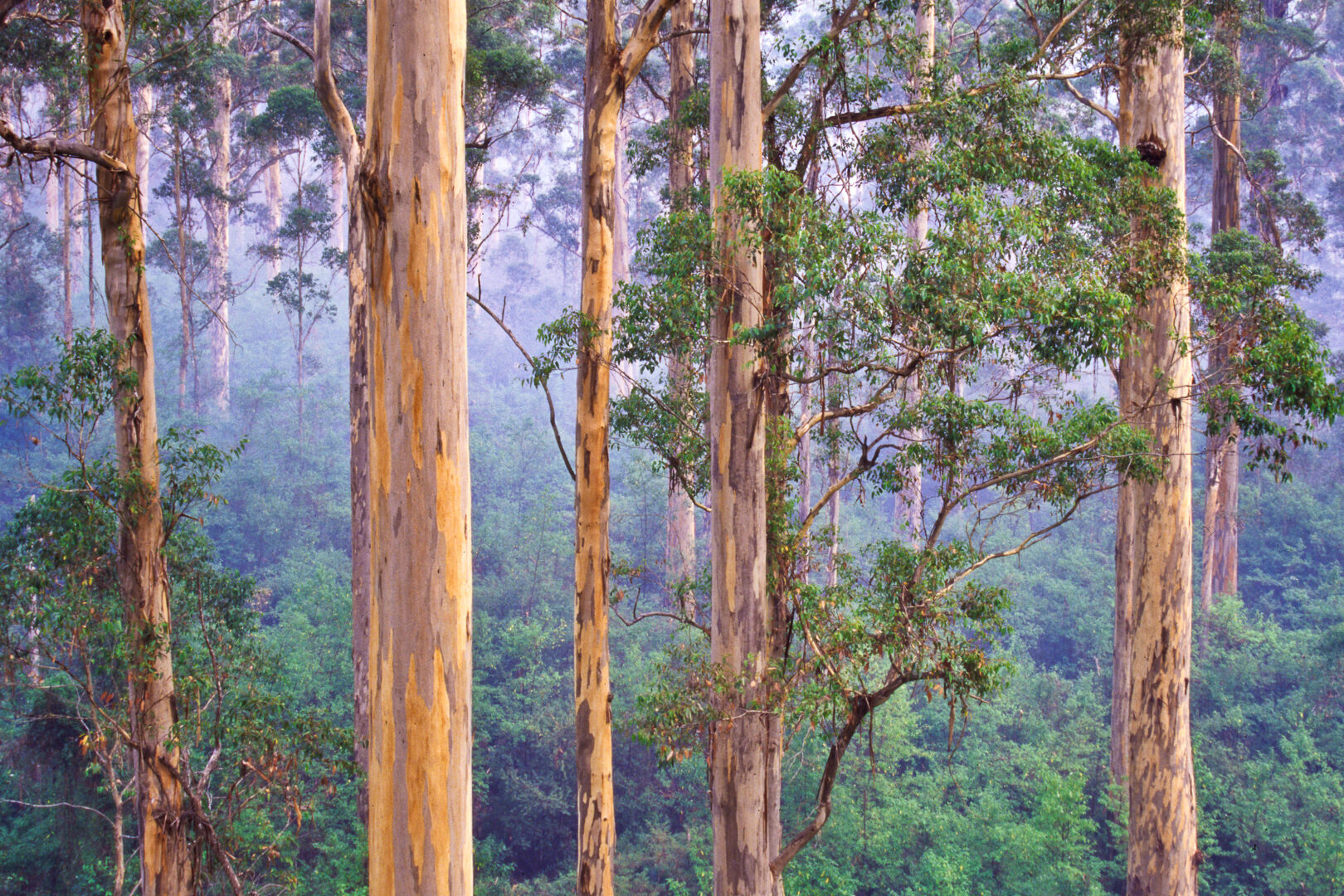 Our 2024 Guide to Australian Timber Values by Species